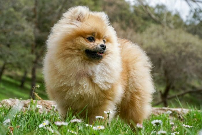 30 Toy Dog Breeds — Best Tiny Dogs You'll Love - Parade Pets