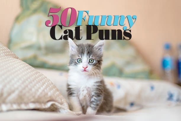 50 Cat Puns That Are Purr-fect - Parade Pets