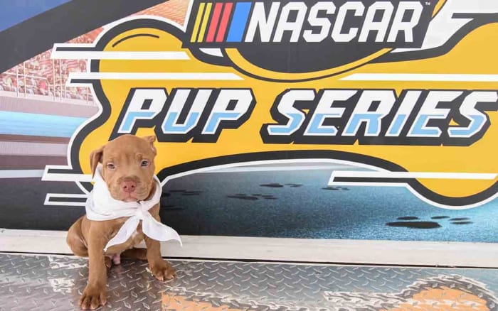 Photos: NASCAR Puts Puppies on Track to a New Forever Home - Parade Pets