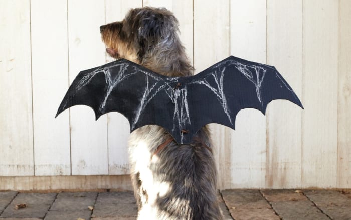 How to Make a DIY Bat Wings Costume for Dogs - Parade Pets