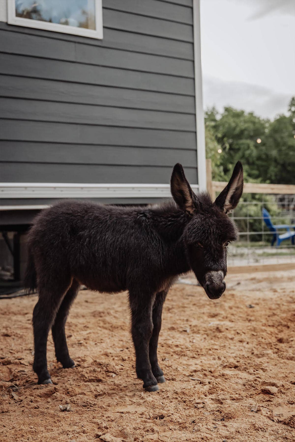 Exclusive: Cash the Donkey Was Rejected By His Mom, Now He's a Children ...