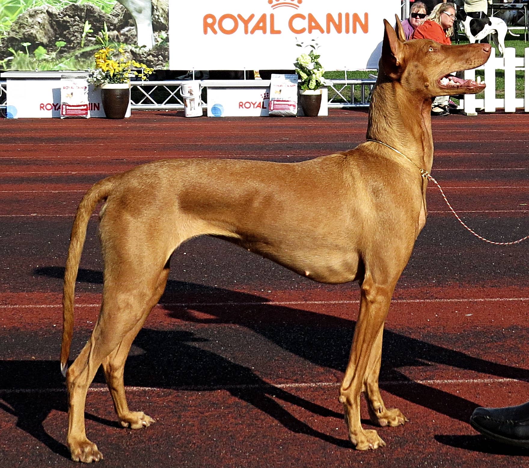 30+ Hound Dog Breeds - Parade Pets