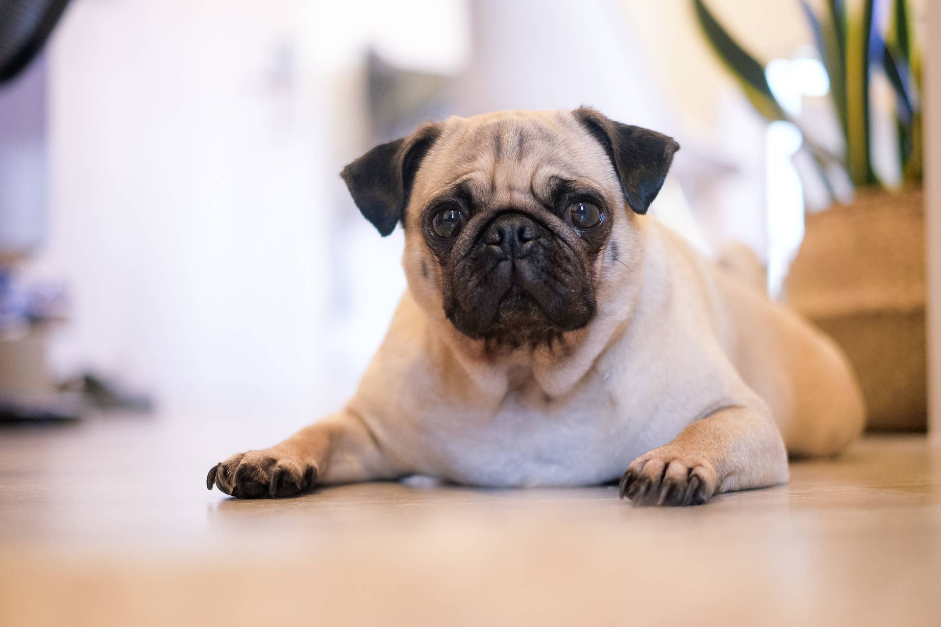 15 Velcro Dog Breeds - Parade Pets
