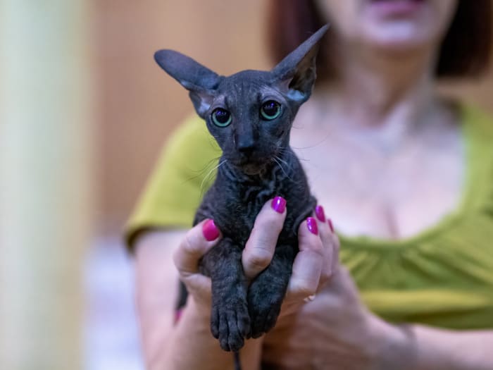 11 Hairless Cat Breeds, How They’re Different (With Photos) - Parade Pets