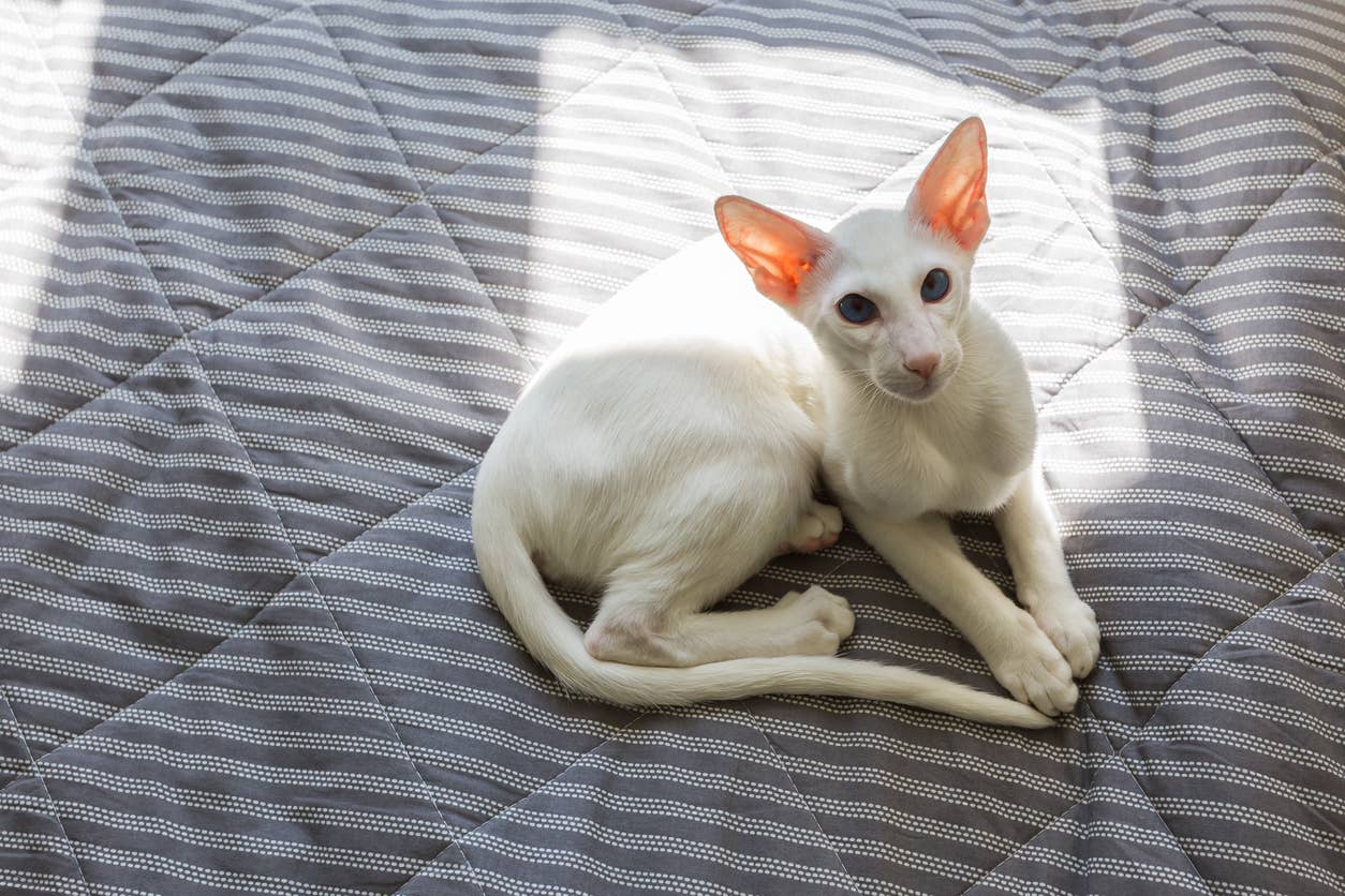 11 Hairless Cat Breeds, How They’re Different (With Photos) - Parade Pets