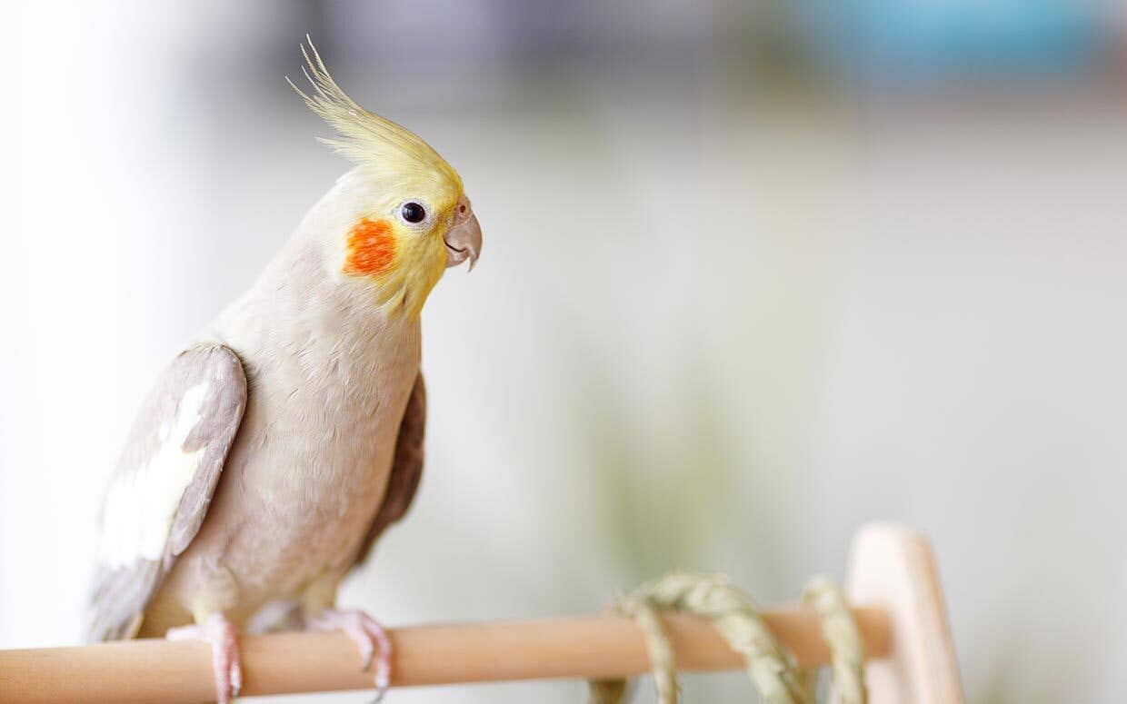 150 Best Bird Names—Cute, Funny Names for Birds - Parade Pets