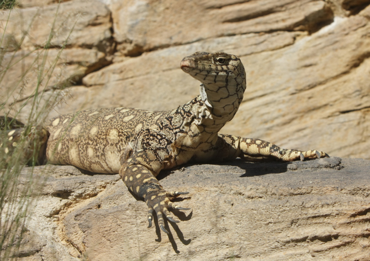 15 Fastest Animals in the World (Land Mammals, Sea, Birds) - Parade Pets