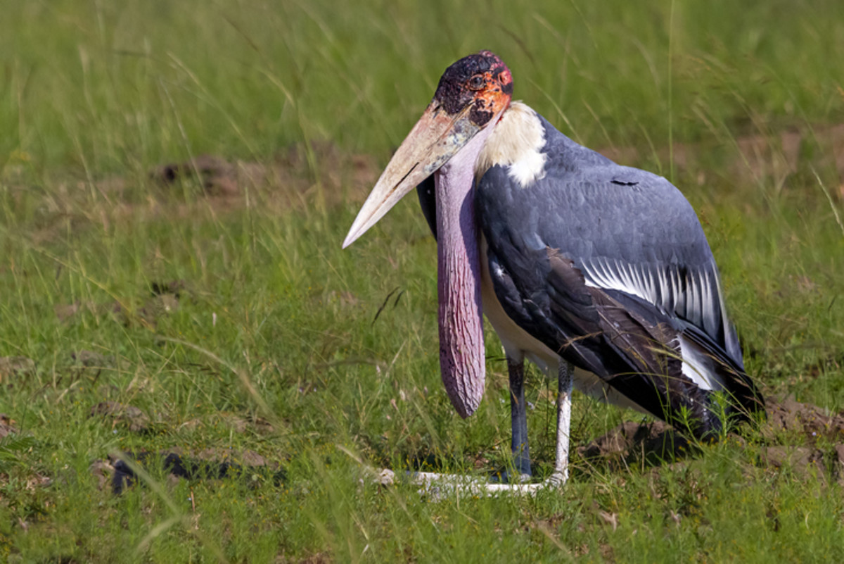 50 Weird Animals That Are Quite Unusual to Look At - Parade Pets