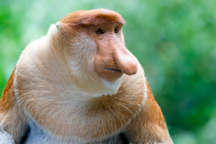 Weird Animals