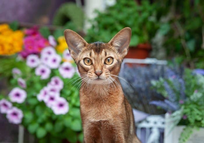 25 Small Cat Breeds - Find the Purr-fect Small Cat - Parade Pets