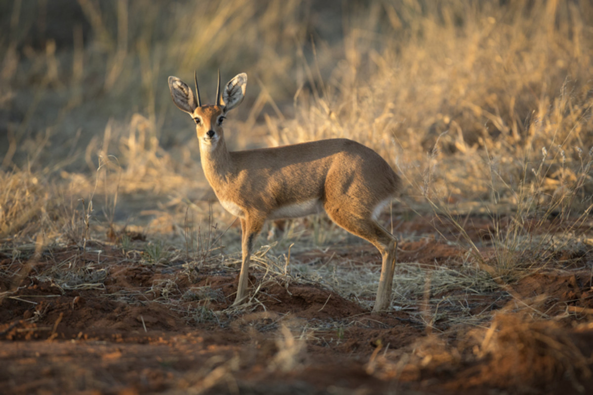 50 Cute Animals from Around the World - Parade Pets
