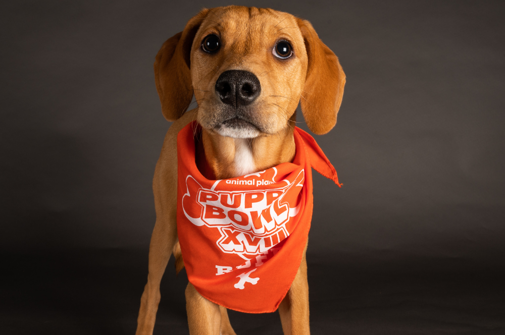 Puppy Bowl 2022 Time Channel Hosts Coaches How To Adopt A Dog