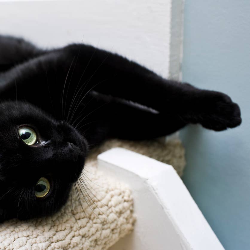 20 Black Cat Breeds Long haired Fluffy Shorthair Parade Pets