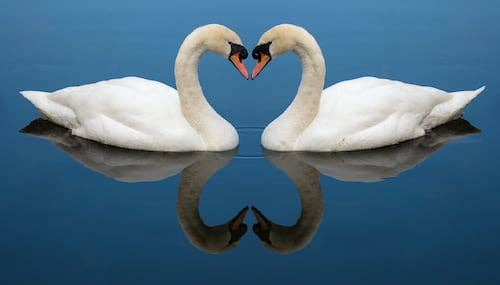 15 Animals That Mate for Life — List of Animals that Mate For Life ...
