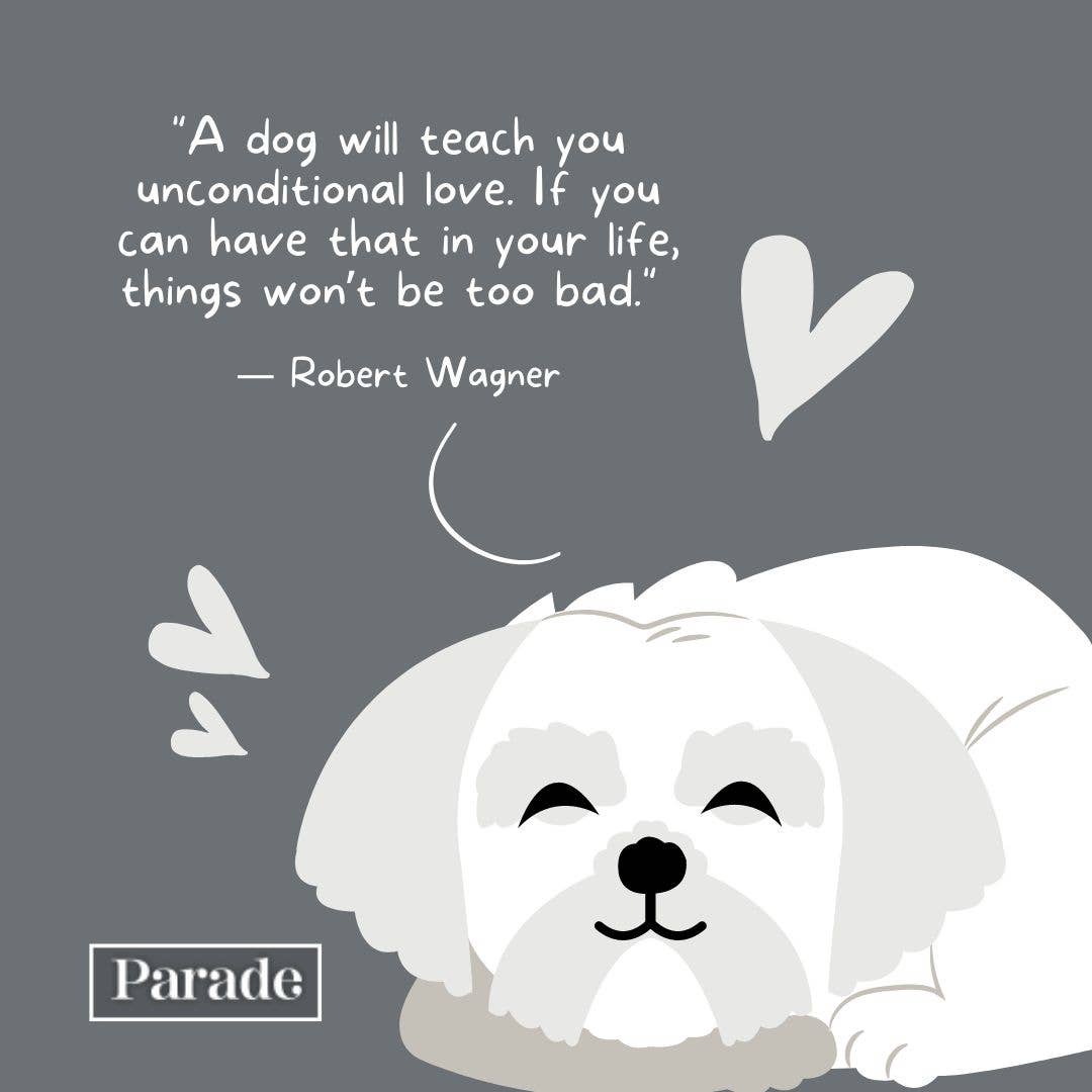 Animal Love Quotes Animal Love Quotes