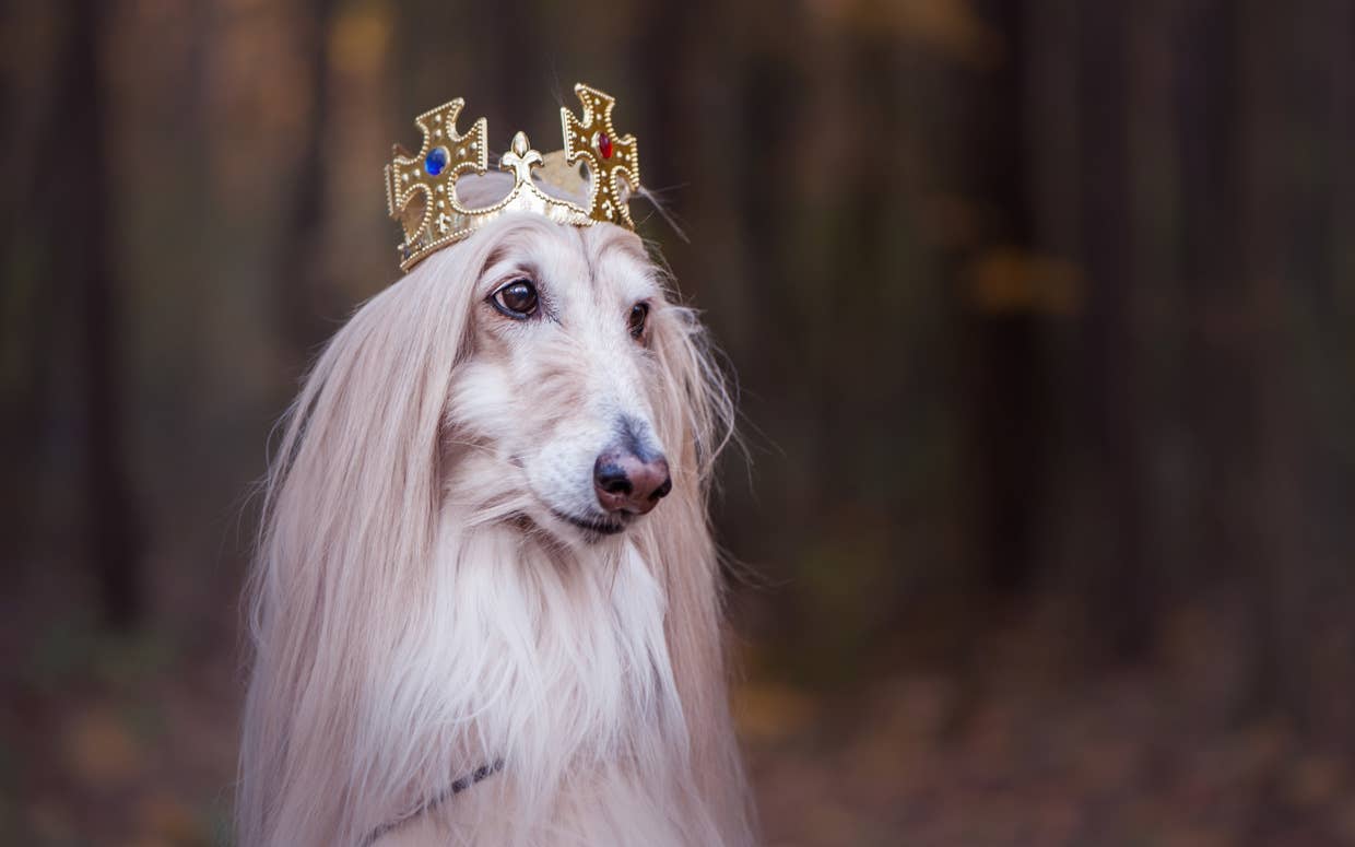 From Cleopatra To Louis These Are The Most Popular Royal Inspired Pet From Cleopatra To Louis These Are The Most Popular Royal Inspired Pet