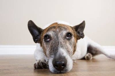 30 Brindle Dogs With Beautiful Coats - Parade Pets