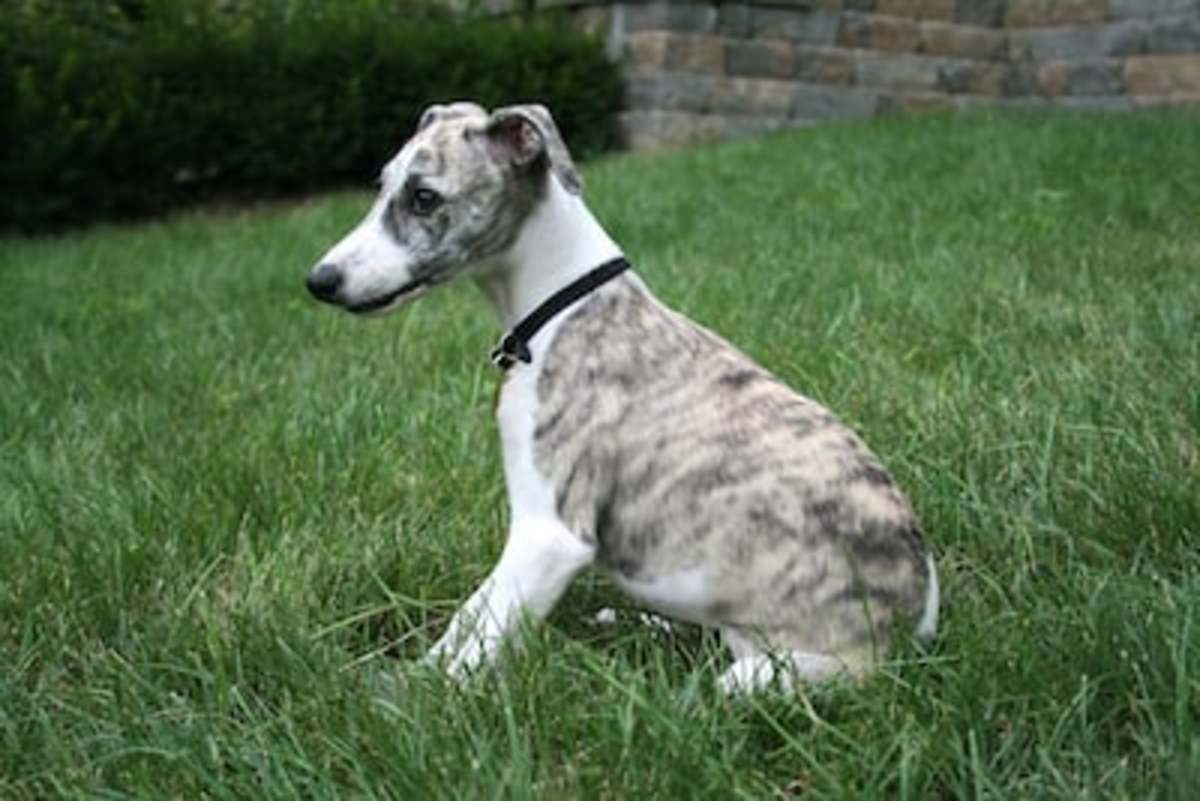 30 Brindle Dogs With Beautiful Coats - Parade Pets