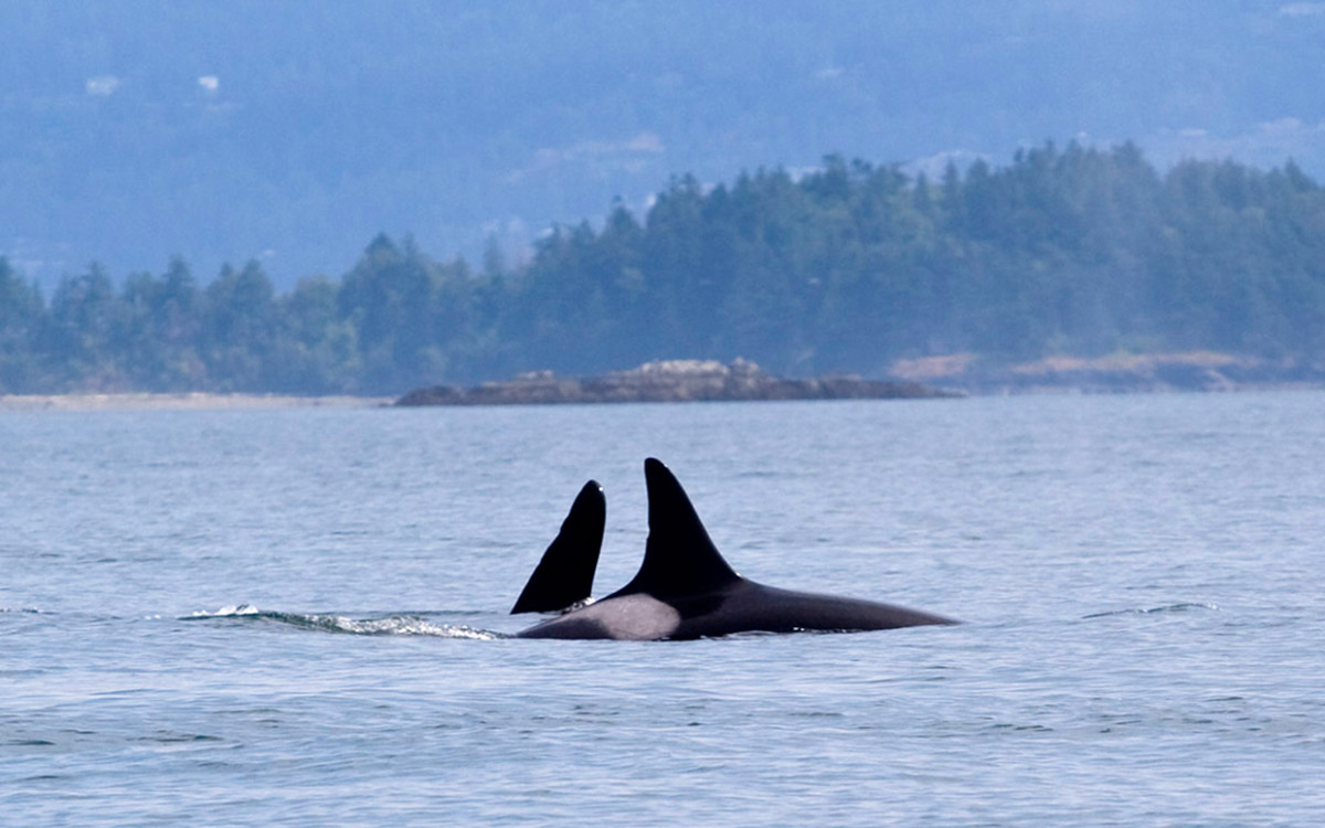 What the World’s Oldest Orca Adds to the Blackfish Debate - Parade Pets