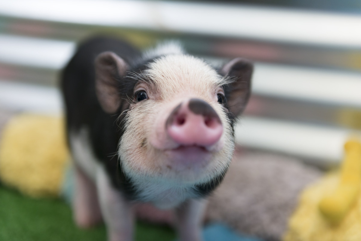 215 Pet Pig Names (Cute, Funny, Unique) - Parade Pets