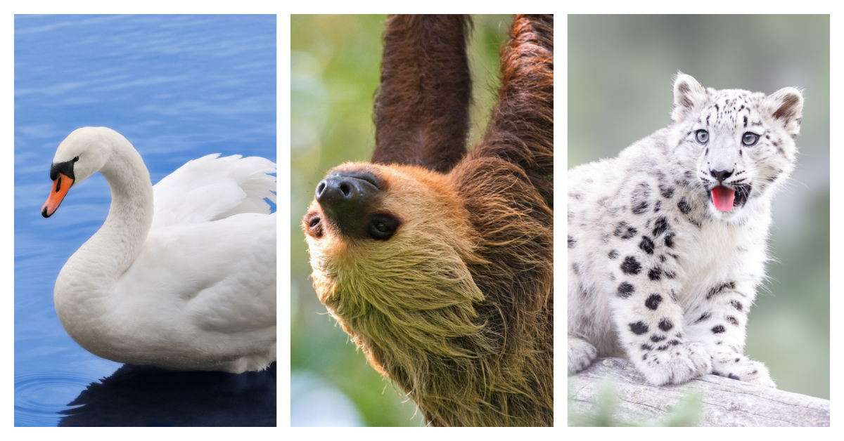 101 Animals That Start With 'S' (With Facts) - Parade Pets