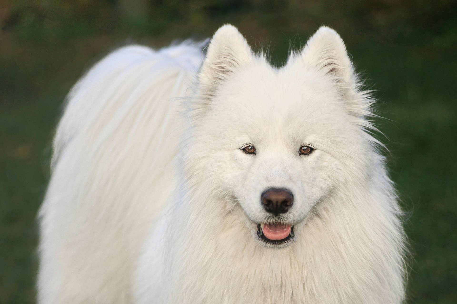 25 Best Family Dogs for Kids - Parade Pets
