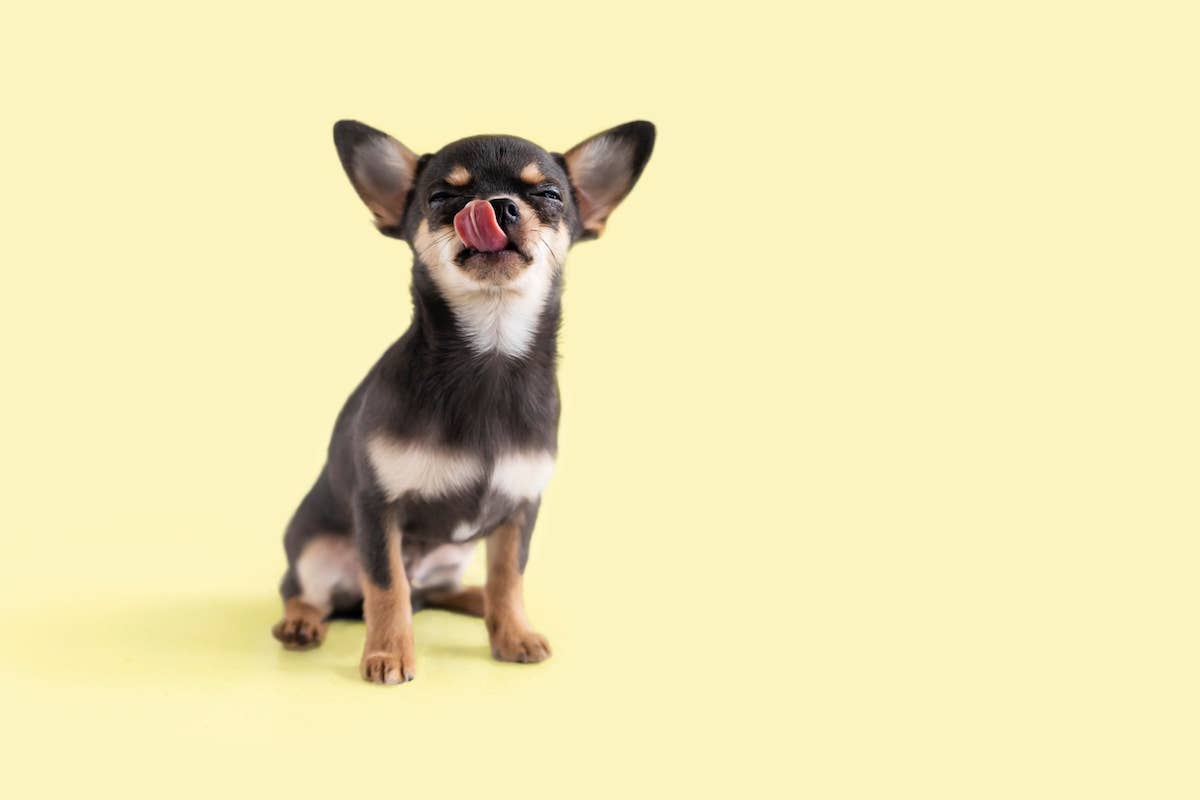 25 Cute Dog Names for Pint-Sized Pups - Parade Pets