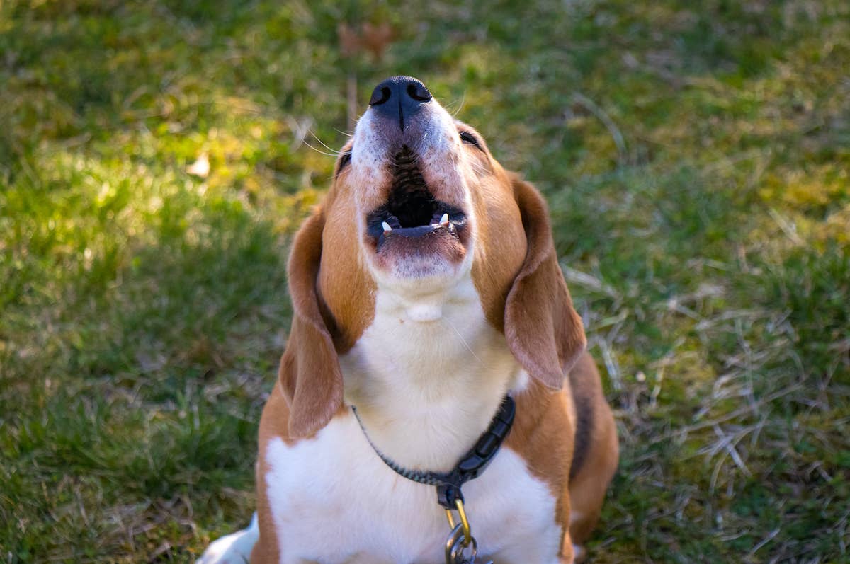 15 Funny Dog Tantrums We Can’t Help But Find Adorable - Parade Pets