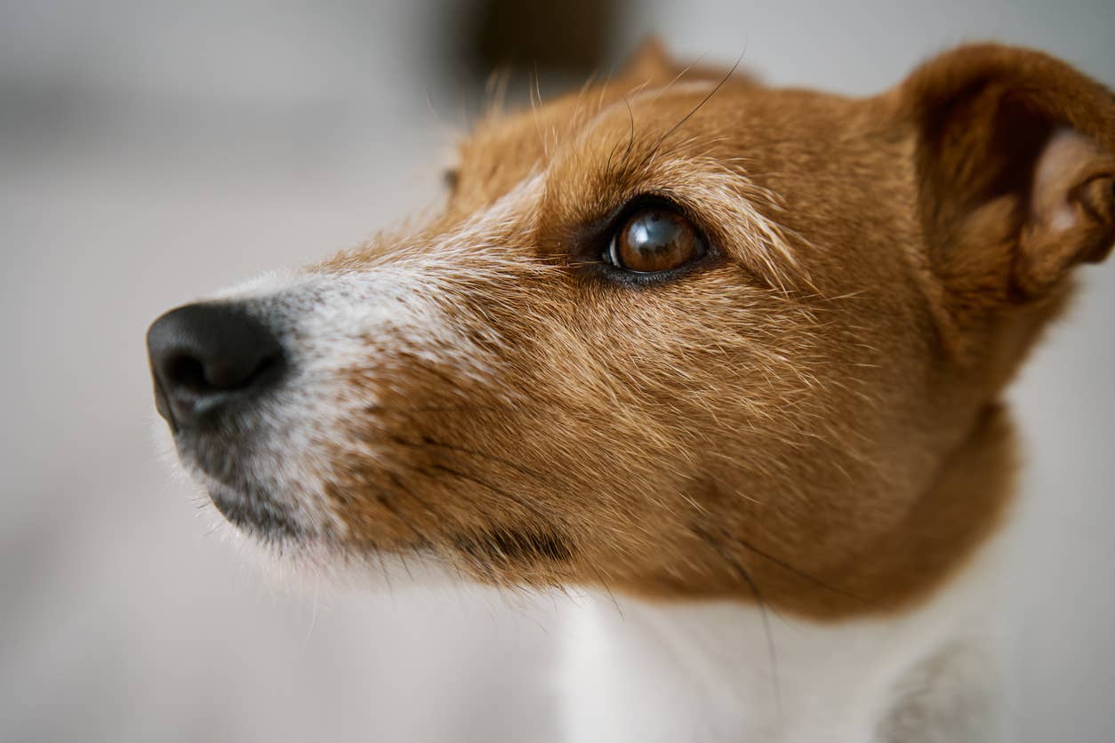 Dog 'Whale Eyes': What It Means in Body Language - Parade Pets