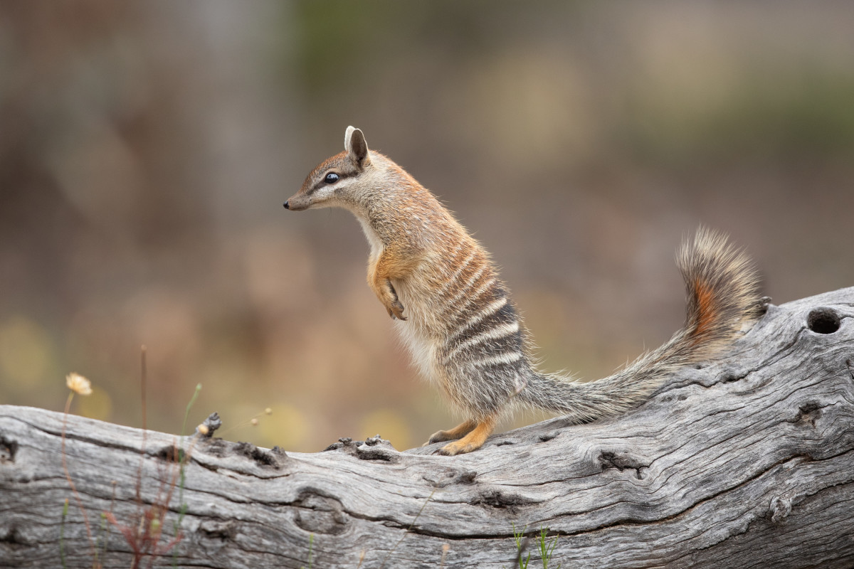 101 Animals That Start With 'N' (With Facts) - Parade Pets