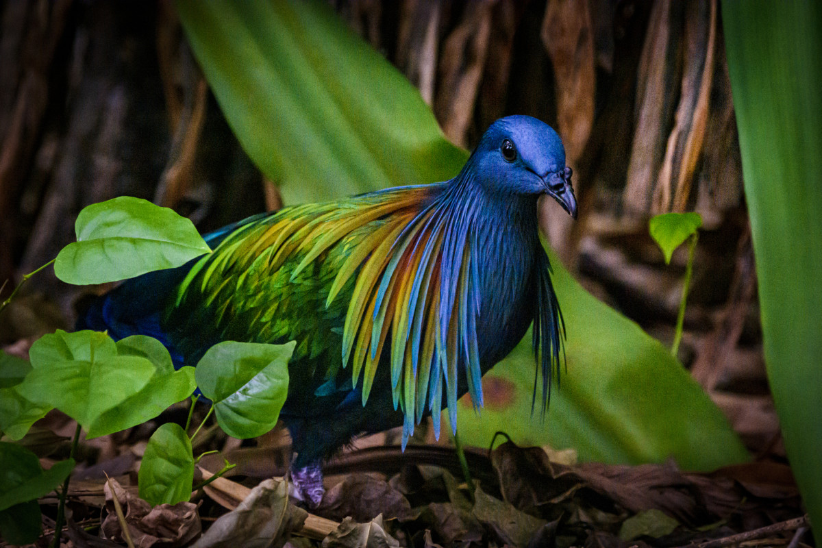 101 Animals That Start With 'N' (With Facts) - Parade Pets