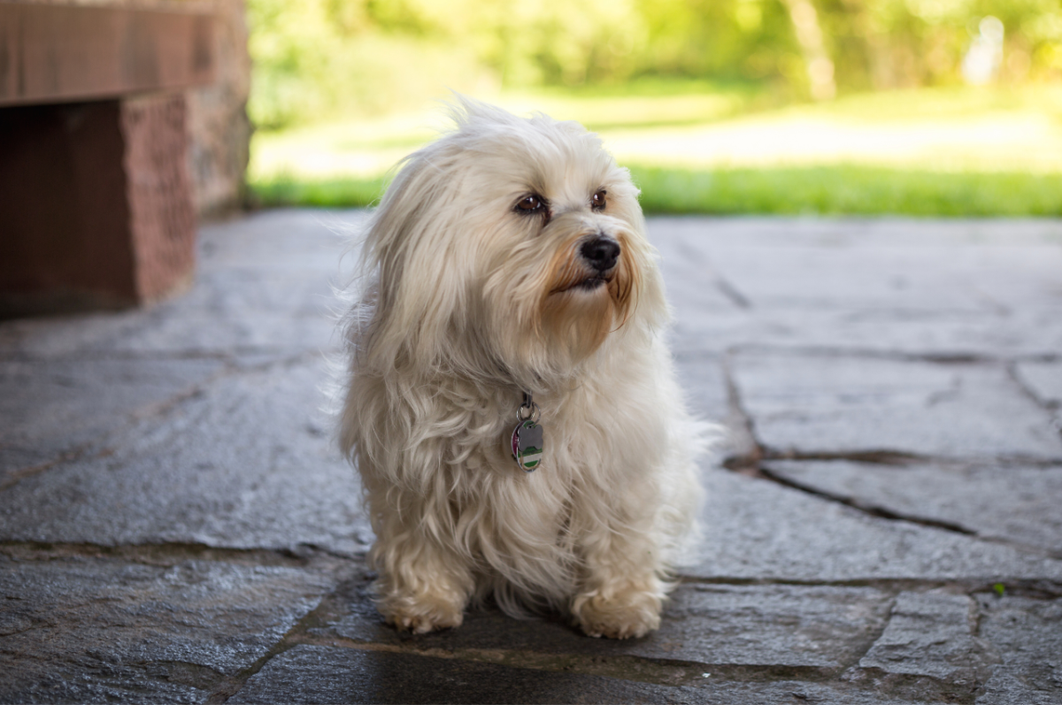 30 Low-Maintenance Dog Breeds for First-Time Owners - Parade Pets