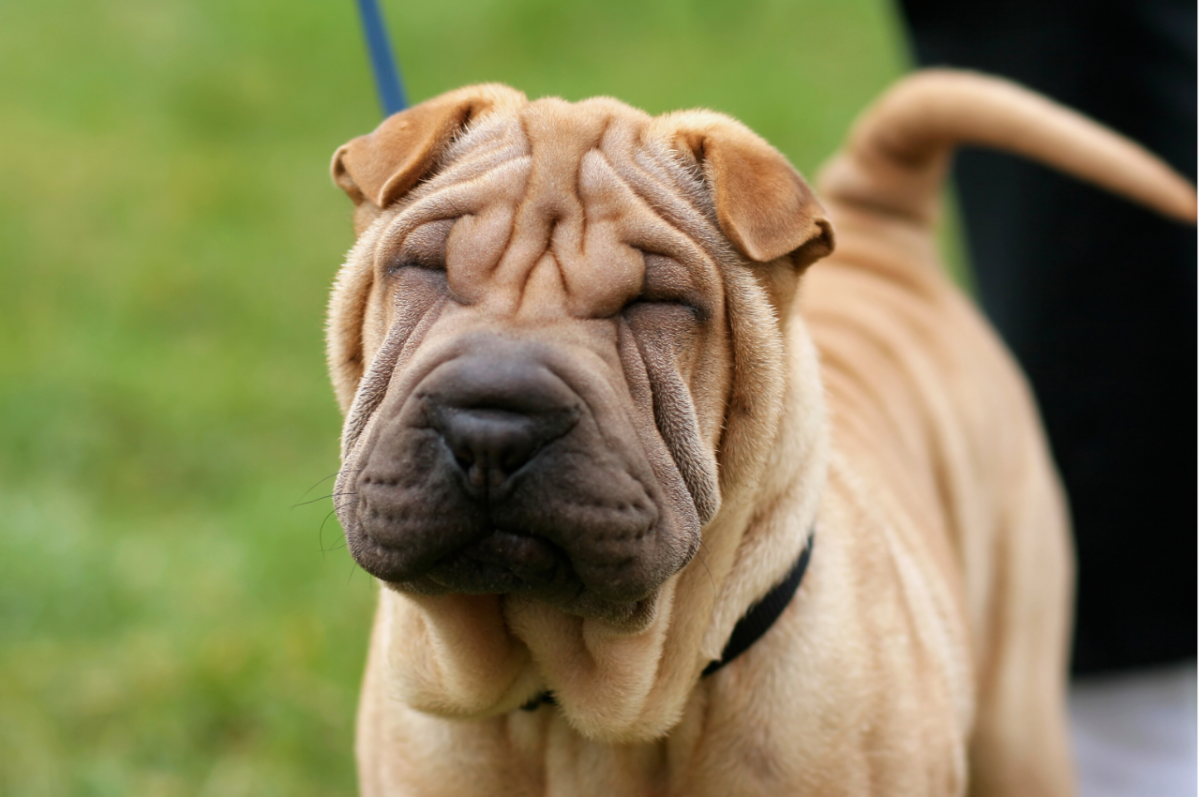 30 Low-Maintenance Dog Breeds for First-Time Owners - Parade Pets