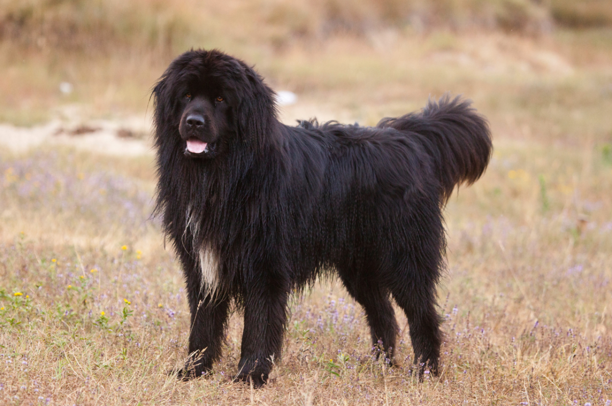 30 Low-Maintenance Dog Breeds for First-Time Owners - Parade Pets