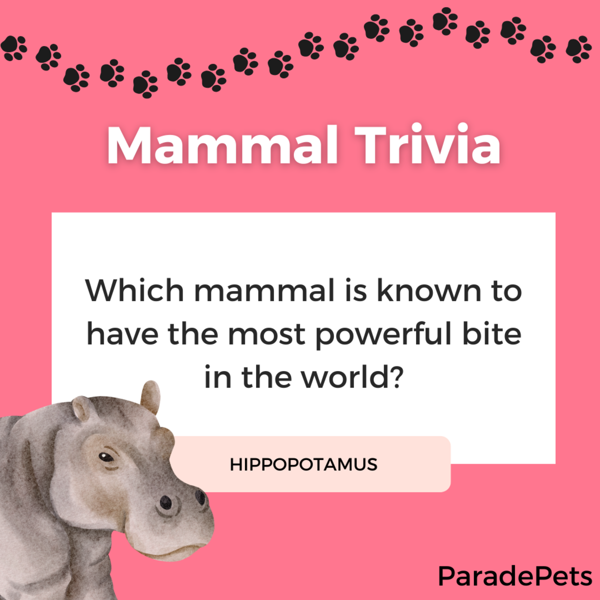 100 Animal Trivia Questions with Answers (Quiz Yourself) - Parade Pets