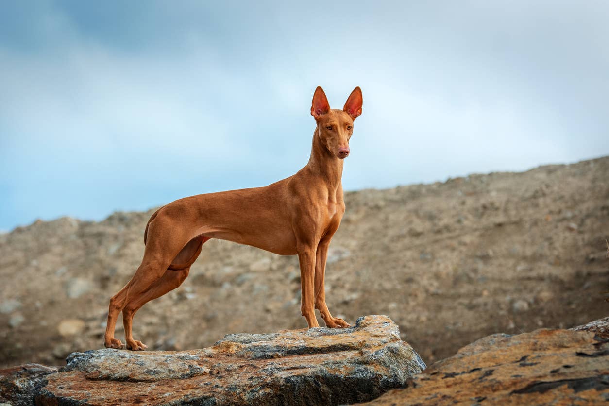 11 Healthiest Dog Breeds, According to Veterinarians - Parade Pets