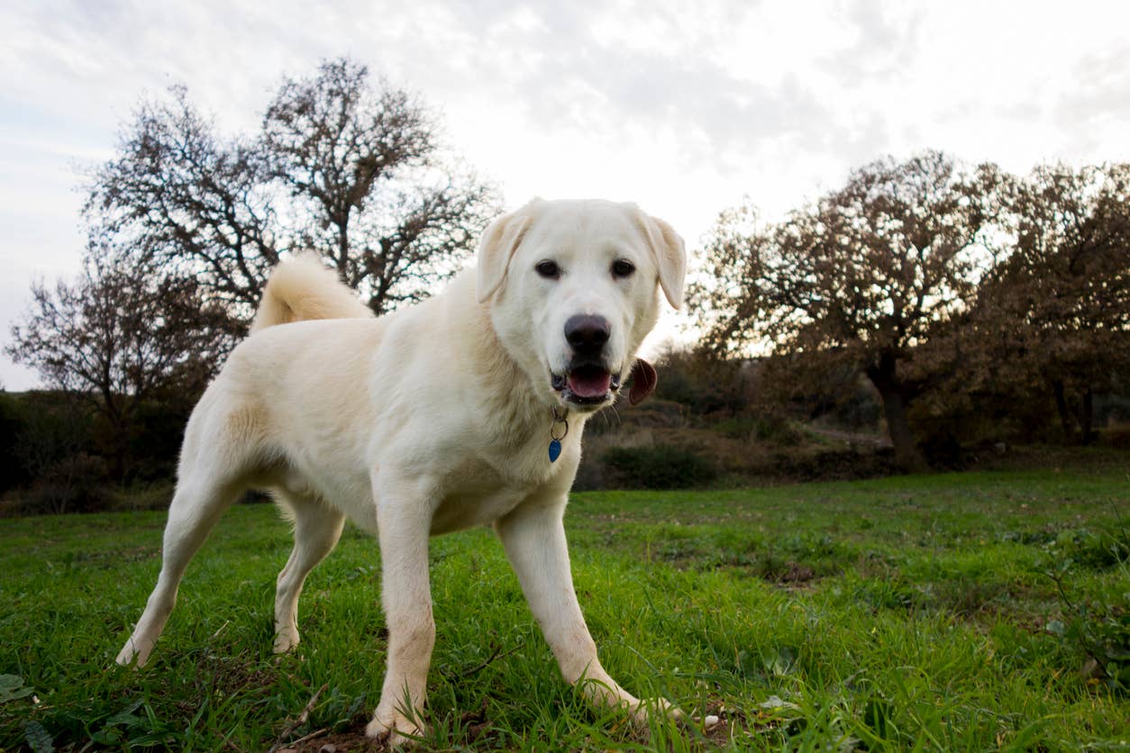 15 Farm Dogs: Best Breeds for Living on a Farm - Parade Pets