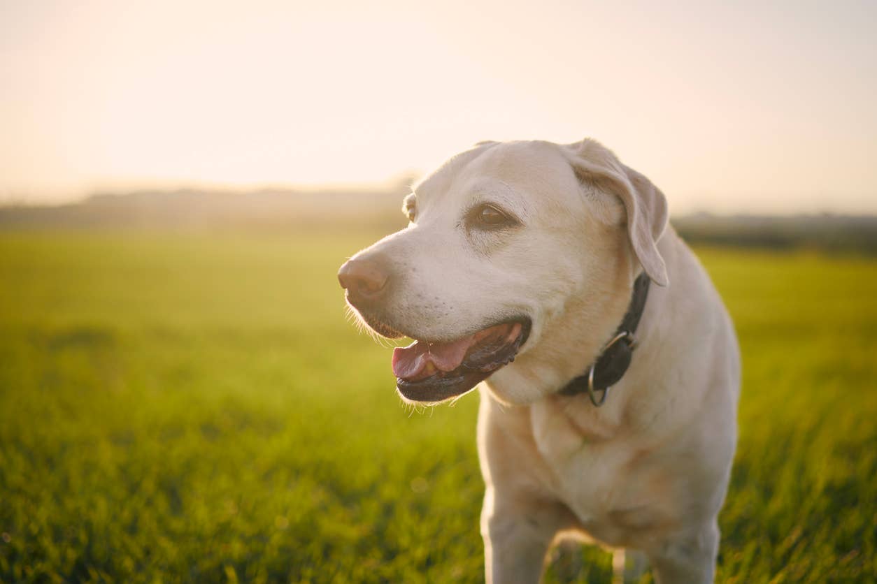 15 Velcro Dog Breeds - Parade Pets