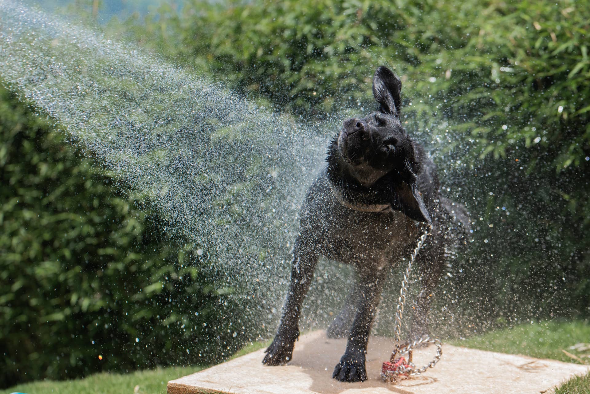 Why Does My Dog Stink? A Veterinarian Explains - Parade Pets