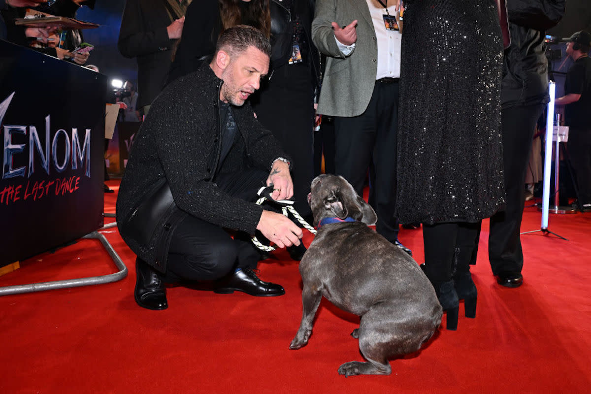 Tom Hardy and His Adorable Frenchie Steal Hearts on 'Venom: The Last ...