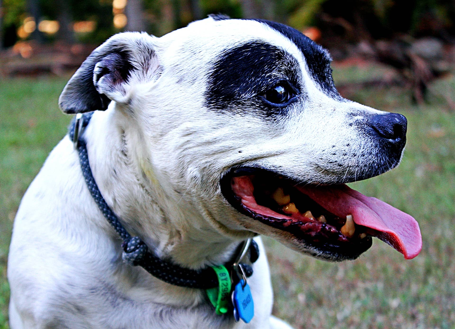 Why Do Dogs Pant? A Veterinarian Explains - Parade Pets
