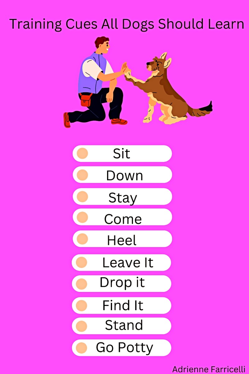 The Biggest Mistake People Make When Training Puppies - Parade Pets