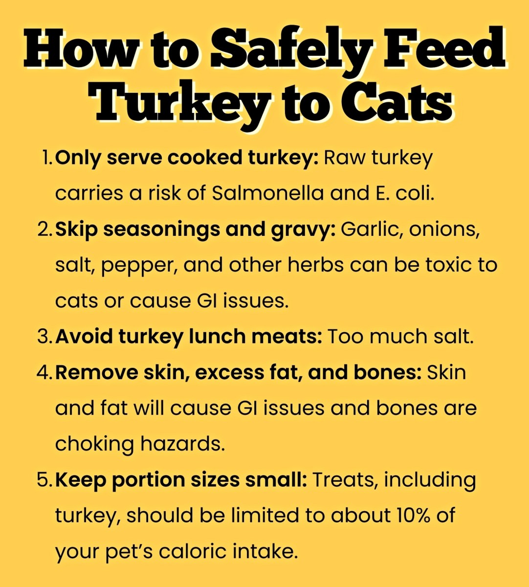 Can Cats Eat Turkey? A Veterinarian Shares 5 Big Risks - Parade Pets