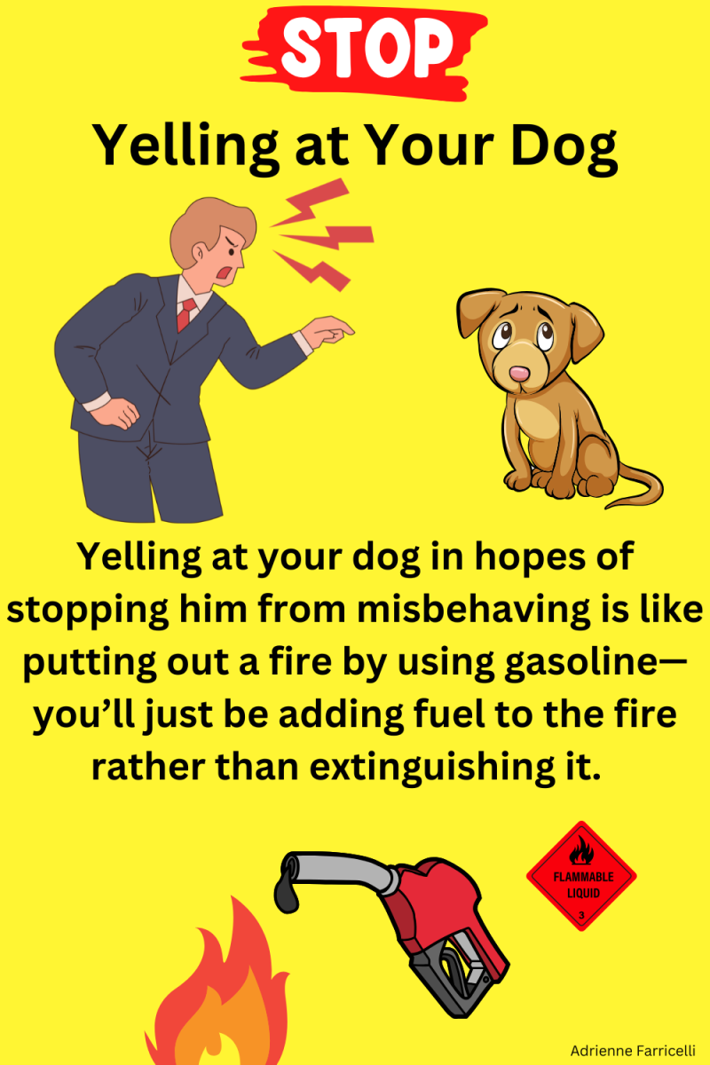 How to Correct Your Dog’s Behavior Without Yelling - Parade Pets