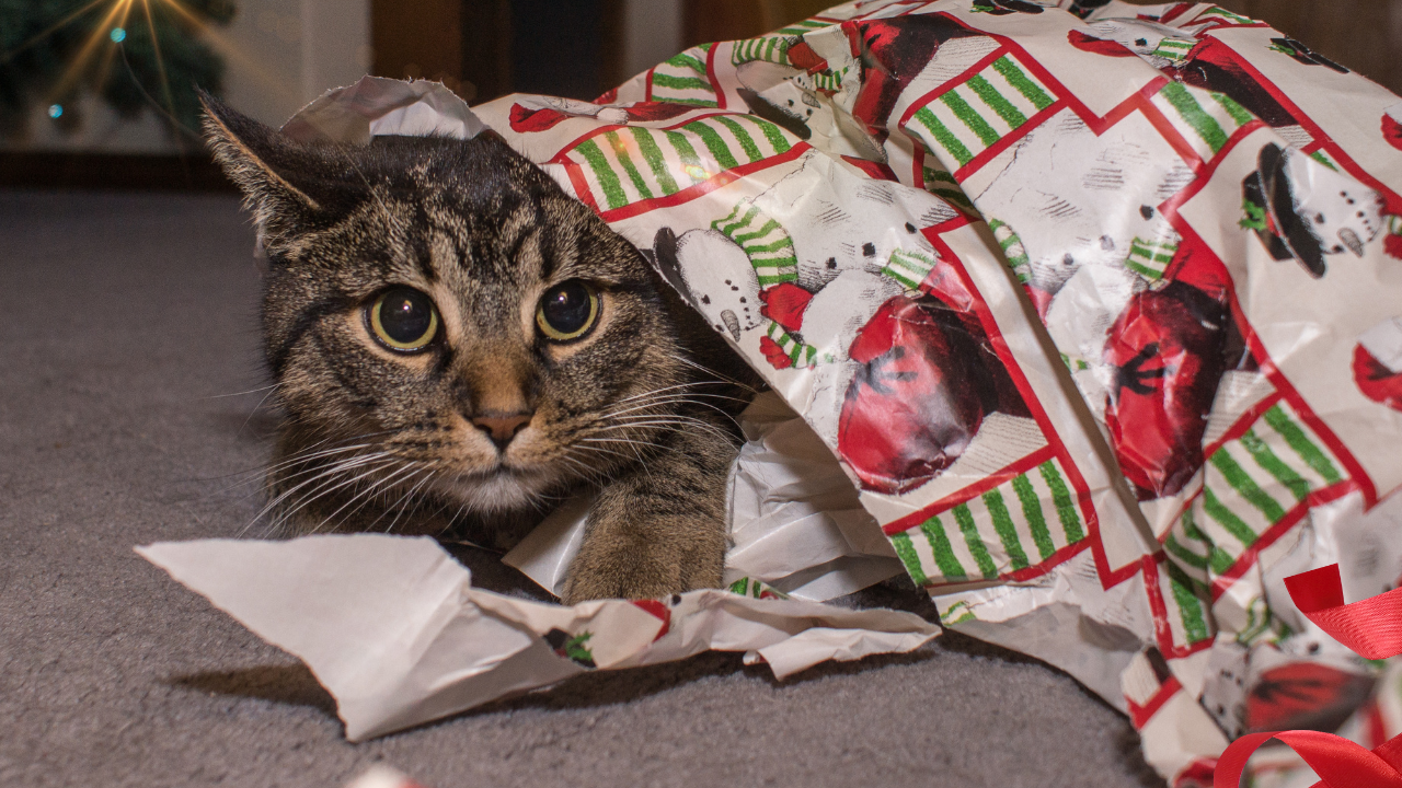 Why Cats Love Wrapping Paper (And How to Save Your Gifts) - Parade Pets
