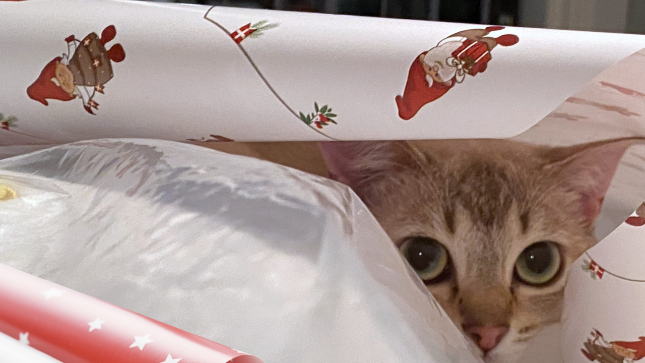 Why Cats Love Wrapping Paper (And How to Save Your Gifts) - Parade Pets