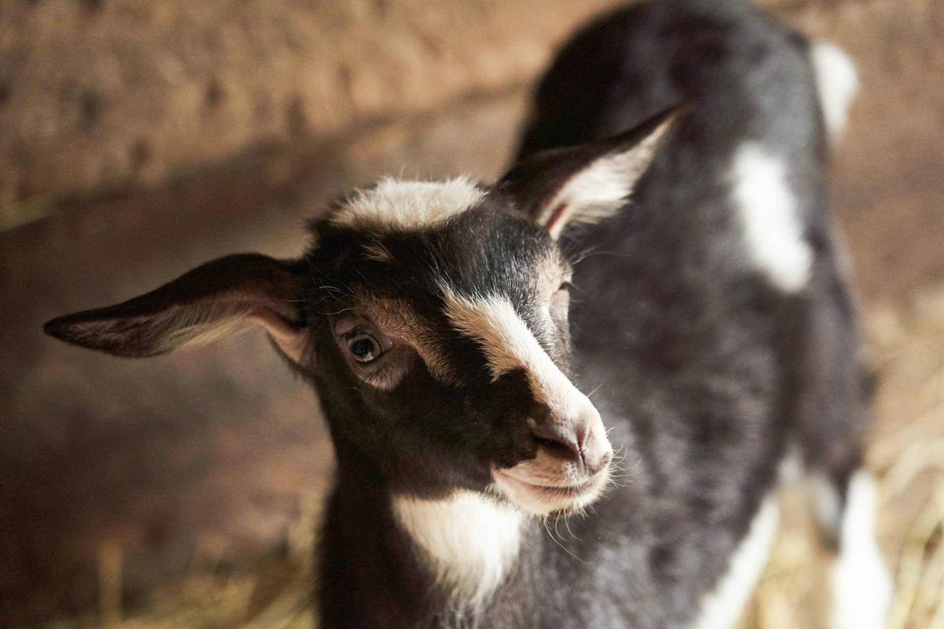 Precious Baby Goat's Happy Little Hops Are What Pure Joy Looks Like ...