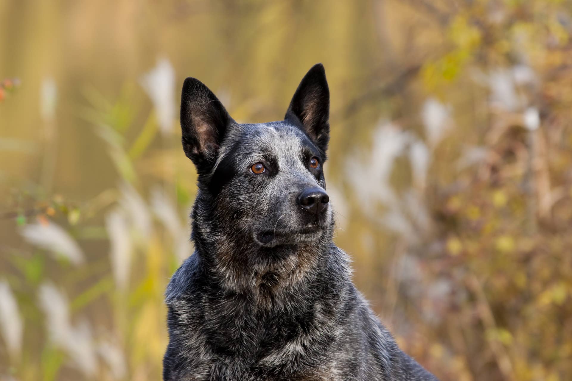 Rescue Cattle Dog Sees a Horse for the First Time and Says 'Absolutely ...