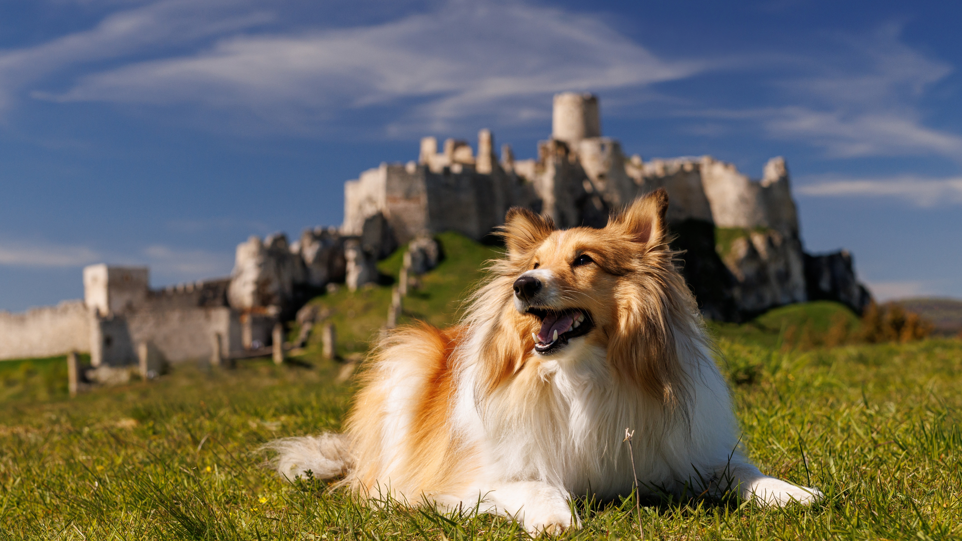 List of Popular Medieval Dog Names Includes Some True Gems - Parade Pets