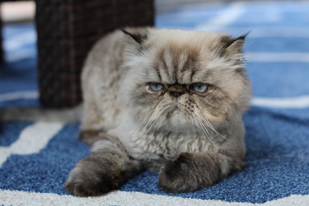 Moody Persian Cat ‘Smolders’ at Dad Holding Paw in Silent Revenge ...